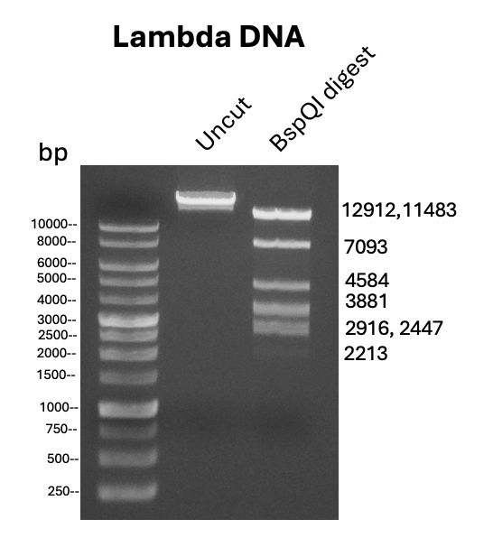 GMP ® BspQI - GMP ® BspQI